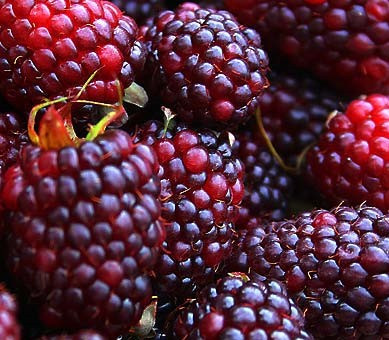 Brandywine Raspberry For Sale Online | Shrubs & Trees Depot