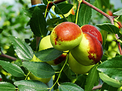 Sihong Jujube Tree For Sale Online | Shrubs & Trees Depot