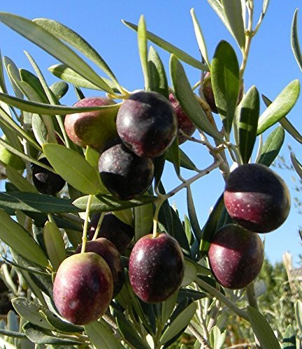 Manzanillo Olive Tree For Sale Online | Shrubs & Trees Depot