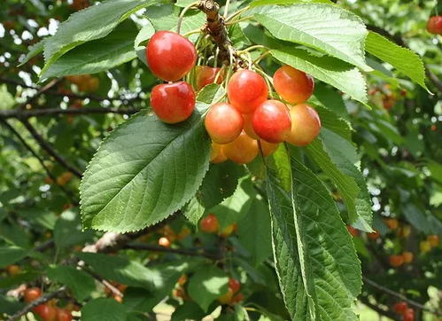 Stella Cherry tree | Buy Potted Plants