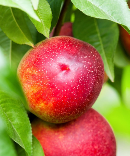 Karla Rose Nectarine Tree For Sale Online | Shrubs & Trees Depot