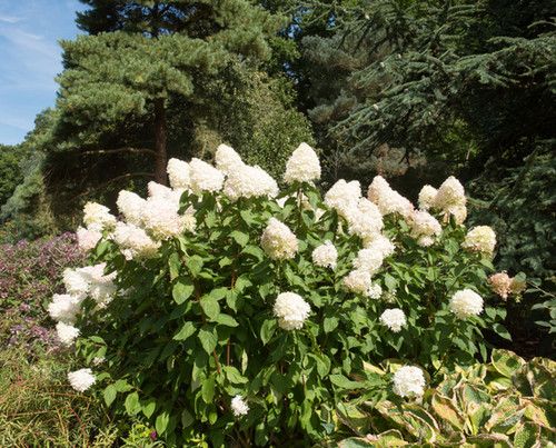 Phantom Hydrangea | Buy Potted Plants