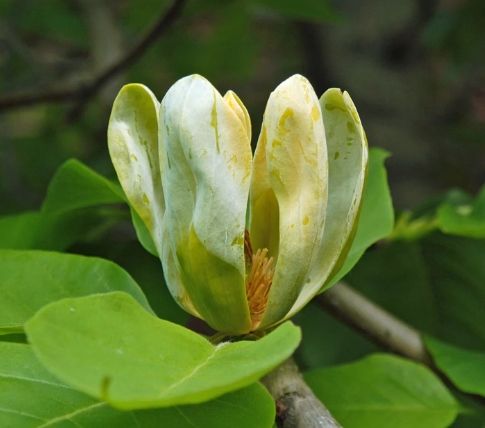 Cucumber Magnolia tree | Buy Potted Plants