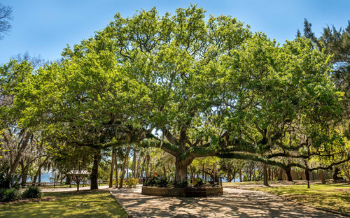 Sand Live Oak Tree For Sale Online | Shrubs & Trees Depot