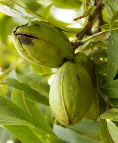 Hican Pecan Tree For Sale Online | Shrubs & Trees Depot