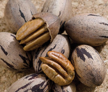 Candy Pecan Tree For Sale Online | Shrubs & Trees Depot