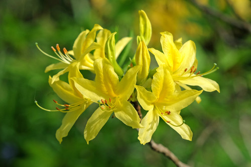 Native Clear Creek Azalea | Buy Potted Plants