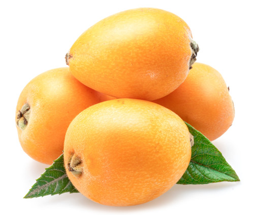 Yehuda Loquat Tree | Buy Potted Plants
