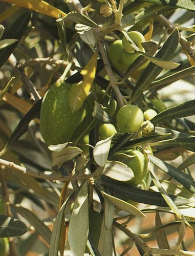 Mission Olive Tree For Sale Online | Shrubs & Trees Depot