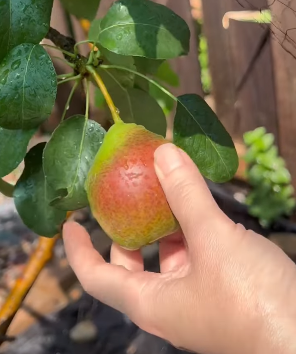 Summercrisp Pear Tree for sale online | Shrubs & Trees Depot