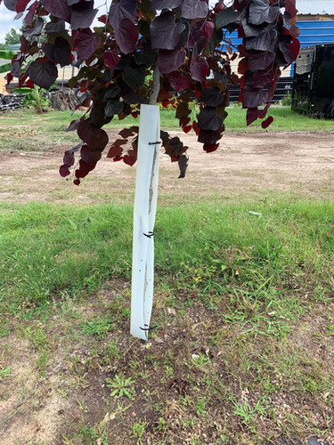 EZ Tree Wrap For Sale Online | Shrubs & Trees Depot