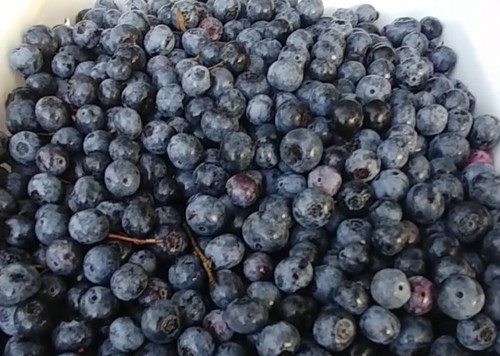 Titan™ Blueberry For Sale Online | Shrubs & Trees Depot