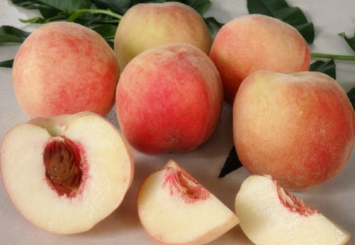 Tropic Snow Peach Tree For Sale Online | Shrubs & Trees Depot