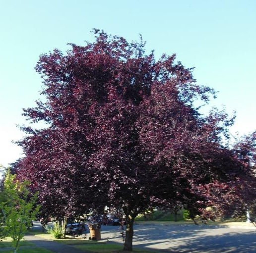thundercloud-plum-tree