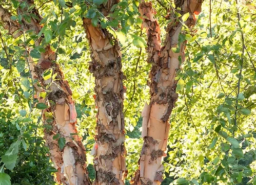 Potted Birch Trees | Buy Potted Plants