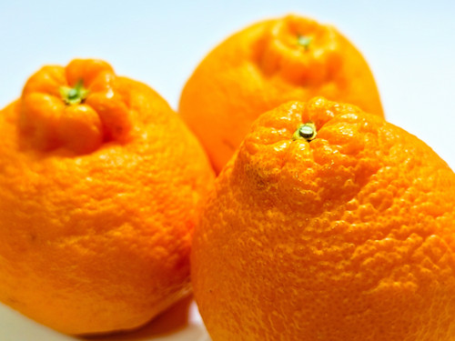 Potted ‘Shiranui’ Mandarin Orange | Buy Potted Plants