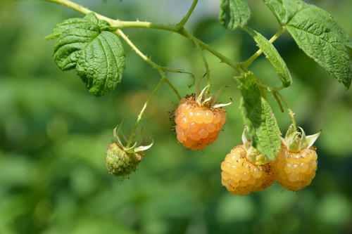 Fall Gold Raspberry | Buy Potted Plants