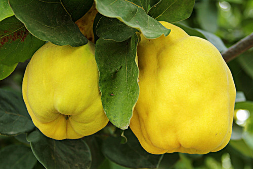 Aromatnaya Quince Tree For Sale Online | Shrubs & Trees Depot