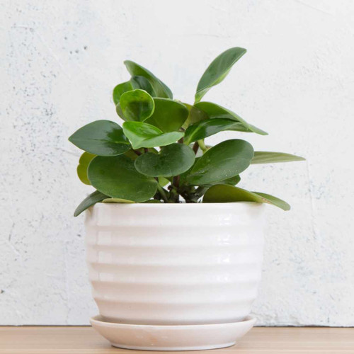 Potted Native Plants | Buy Potted Plants