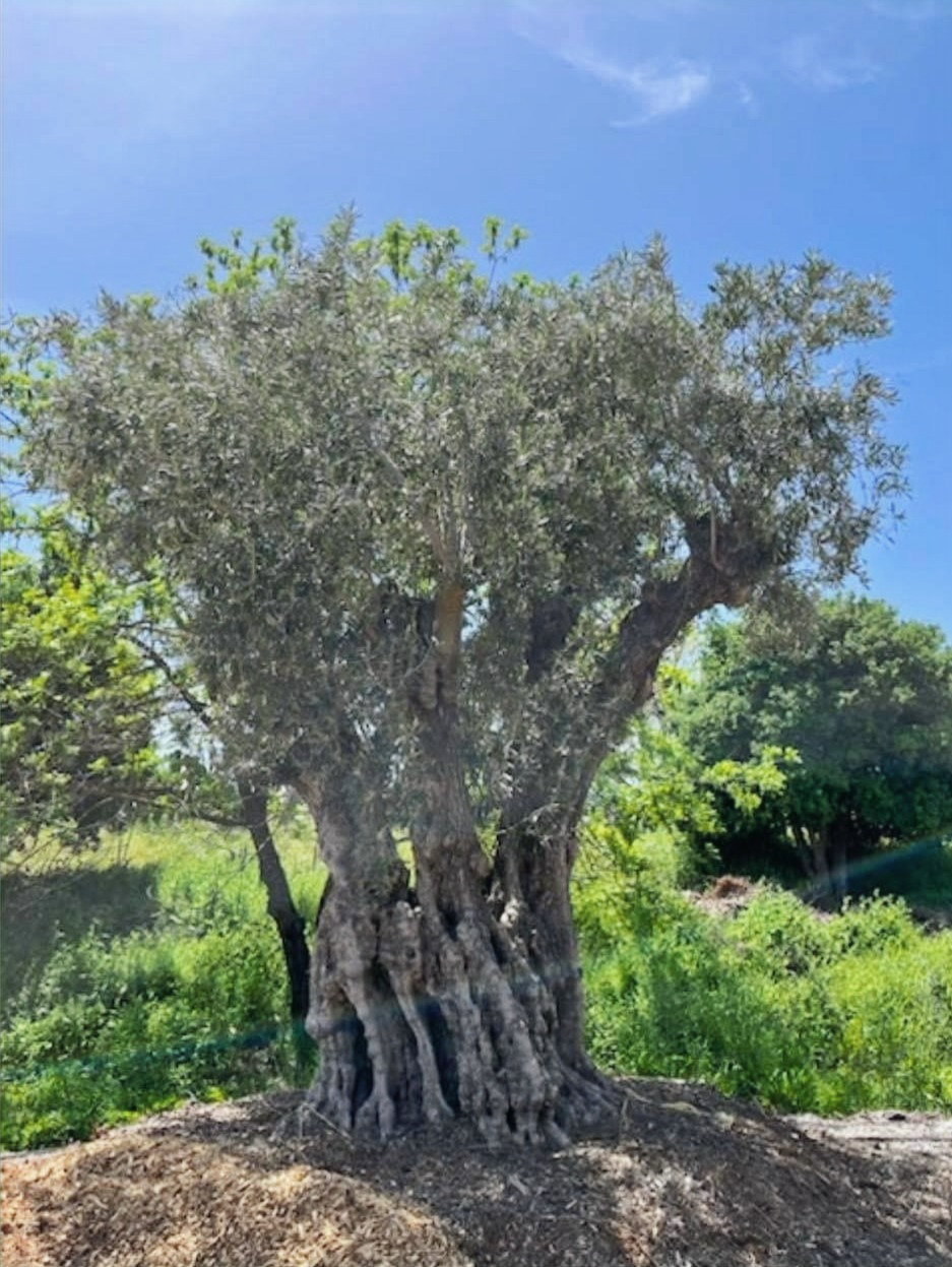 ancient-mission-olive-tree