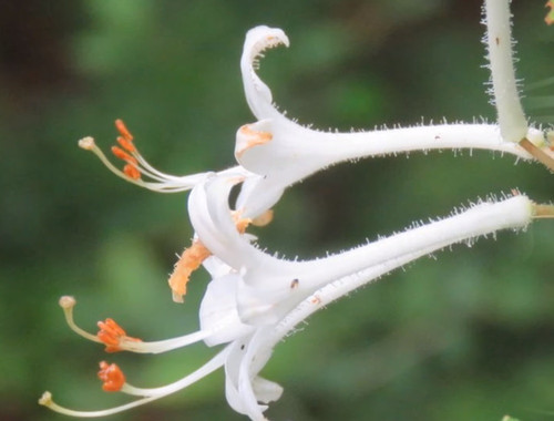 Native Swamp Azalea For Sale Online | Shrubs & Trees Depot