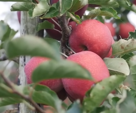 native-apple-seedling