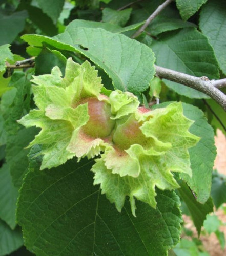 American Hazelnut Tree For Sale Online | Shrubs & Trees Depot