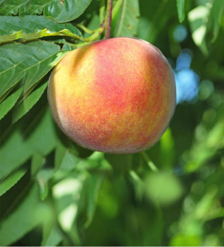 Tropic Beauty Peach Tree For Sale Online | Shrubs & Trees Depot