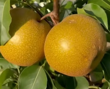 Olympic Giant Pear Tree For Sale Online | Shrubs & Trees Depot