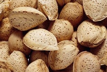 TX Mission Almond Tree For Sale Online | Shrubs & Trees Depot