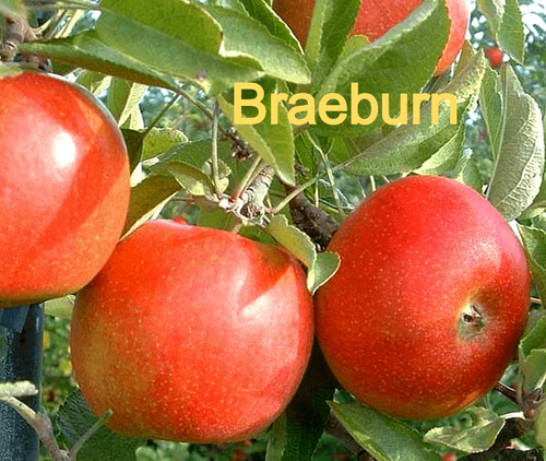 Braeburn Apple Tree | Shrubs & Trees Depot