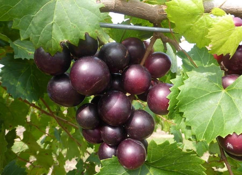Noble (Male) Muscadine Grape For Sale Online | Shrubs & Trees Depot