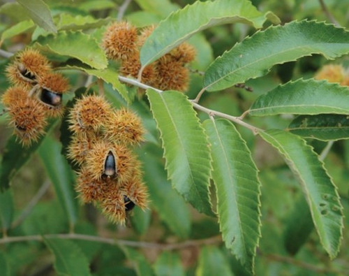 Allegheny Chinquapin For Sale Online | Shrubs & Trees Depot