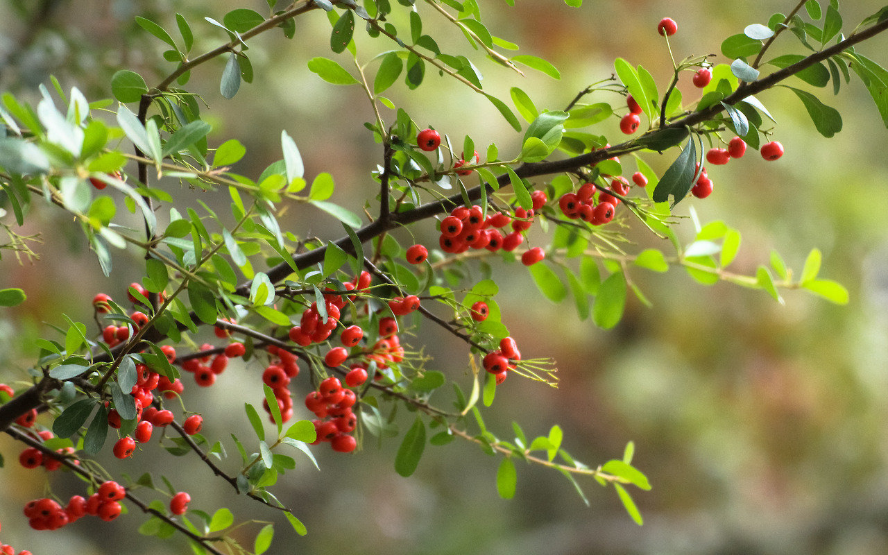 western-mayhaw