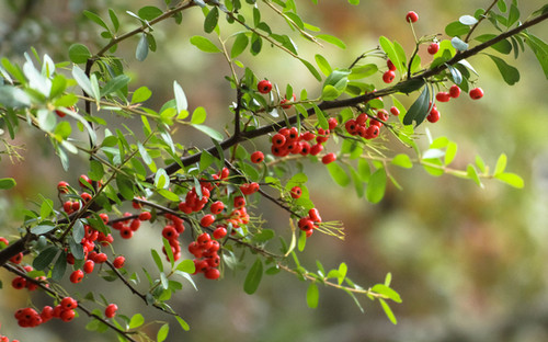 Western Mayhaw Tree For Sale Online | Shrubs & Trees Depot