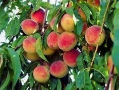 FL Prince Peach Tree For Sale Online | Shrubs & Trees Depot