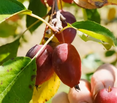 Dolgo Crabapple Tree (Grafted) For Sale Online | Shrubs & Trees Depot