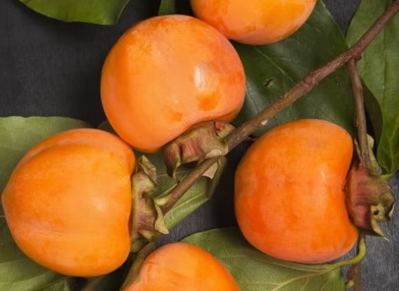 nikitas-gift-persimmon-tree