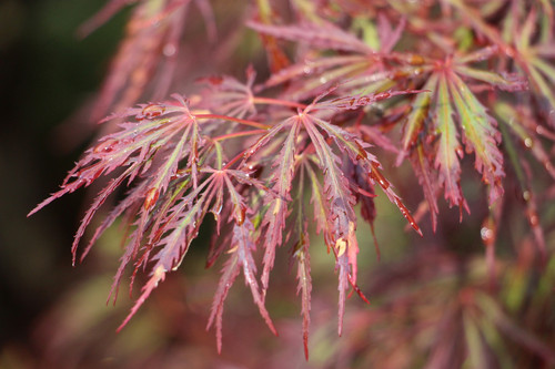 'Inaba Shidare' Japanese Maple Tree For Sale Online | Shrubs & Trees Depot