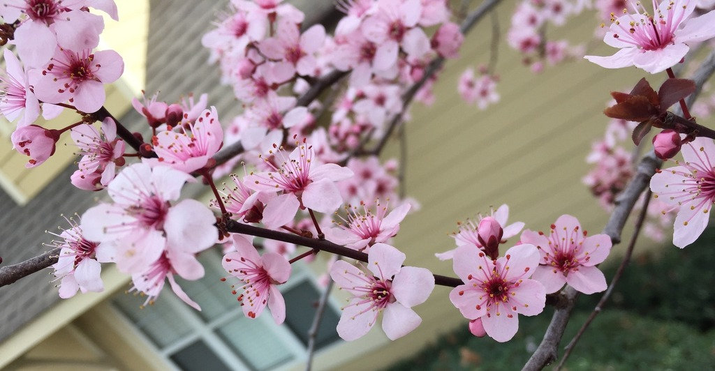 thundercloud-plum-tree