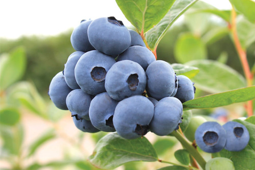 Vernon Blueberry For Sale Online | Shrubs & Trees Depot