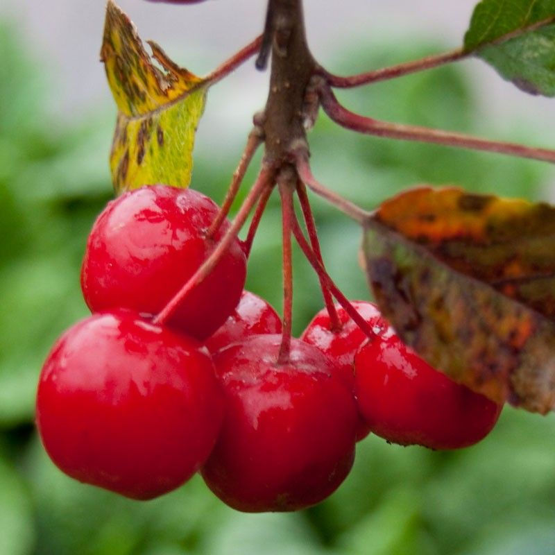 Transcendent Crabapple Tree (Grafted) For Sale Online | Shrubs & Trees ...