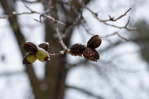 Cold Hardy Pecan Tree | Buy Potted Plants