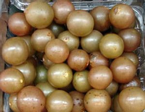 Carlos (Male) Scuppernong Grape For Sale Online | Shrubs & Trees Depot