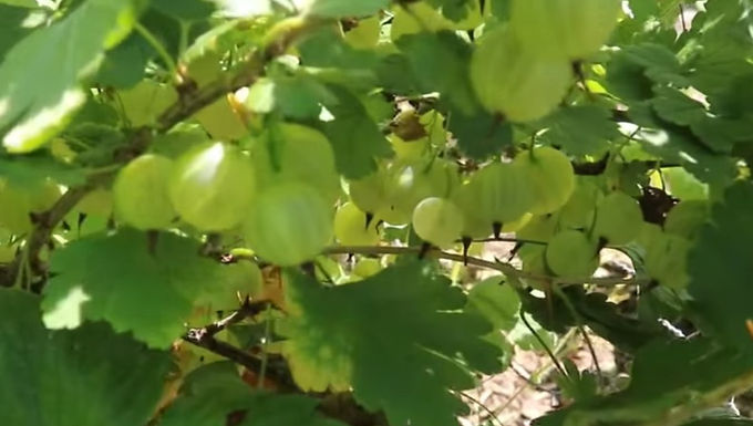 oregon-champion-gooseberry