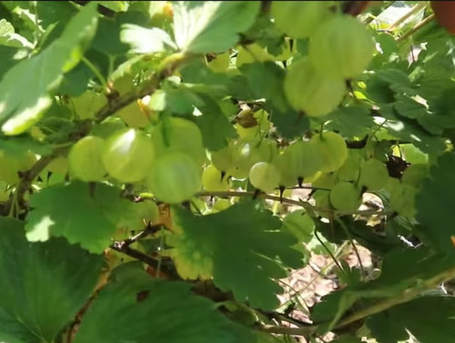 Oregon Champion Gooseberry For Sale Online | Shrubs & Trees Depot