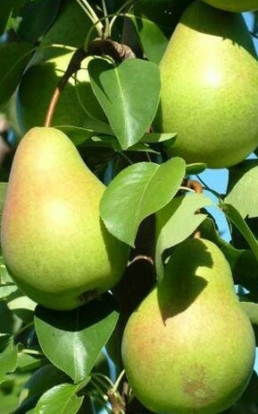 Flordahome Pear Tree For Sale Online | Shrubs & Trees Depot