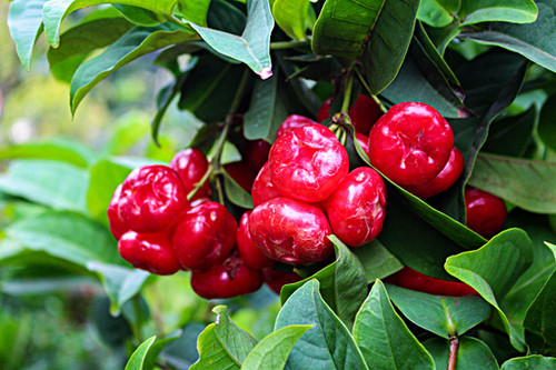 Strawberry Guava Tree For Sale Online | Shrubs & Trees Depot