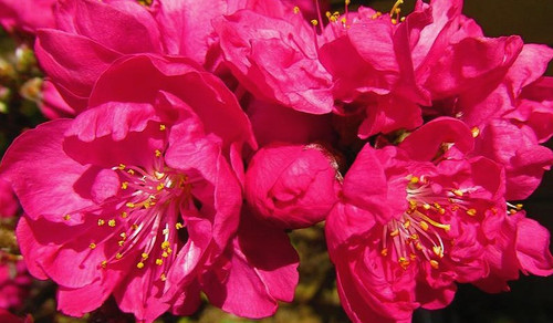 Red Flowering Peach Tree For Sale Online | Shrubs & Trees Depot