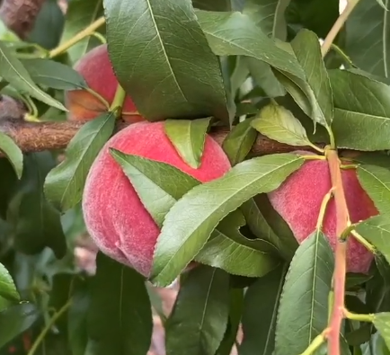 Eva's Pride Peach Tree | Shrubs & Trees Depot